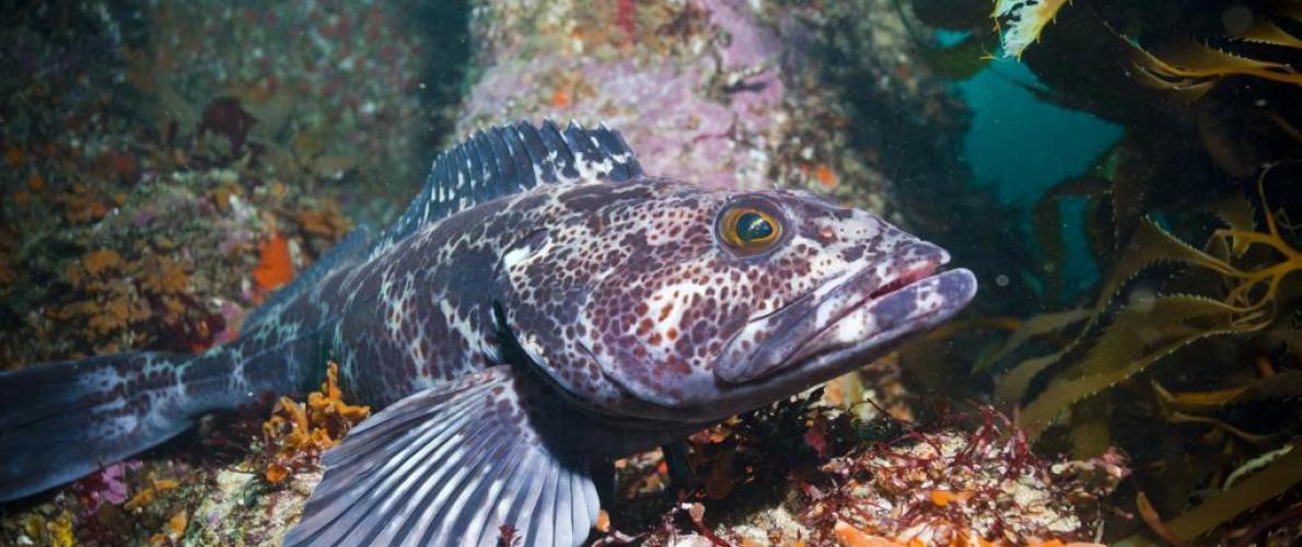 Salish Sea News and Weather: 12/26 Lingcod, orcas, marine atlas ...