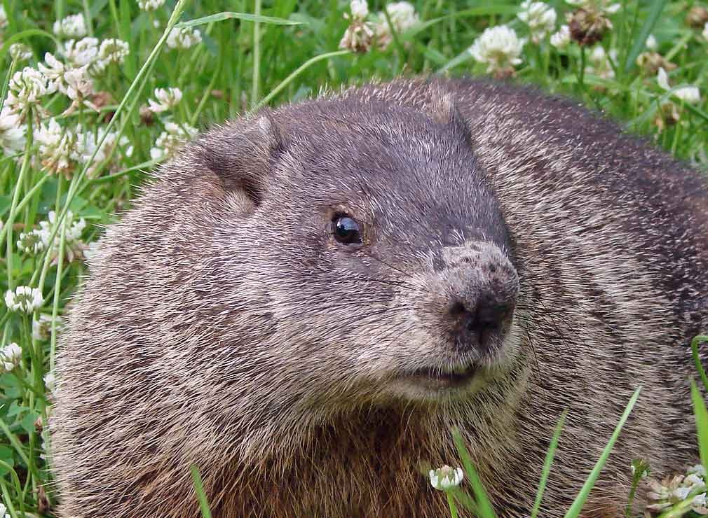 The Principal Undergardener: The Woodchucks Are Back