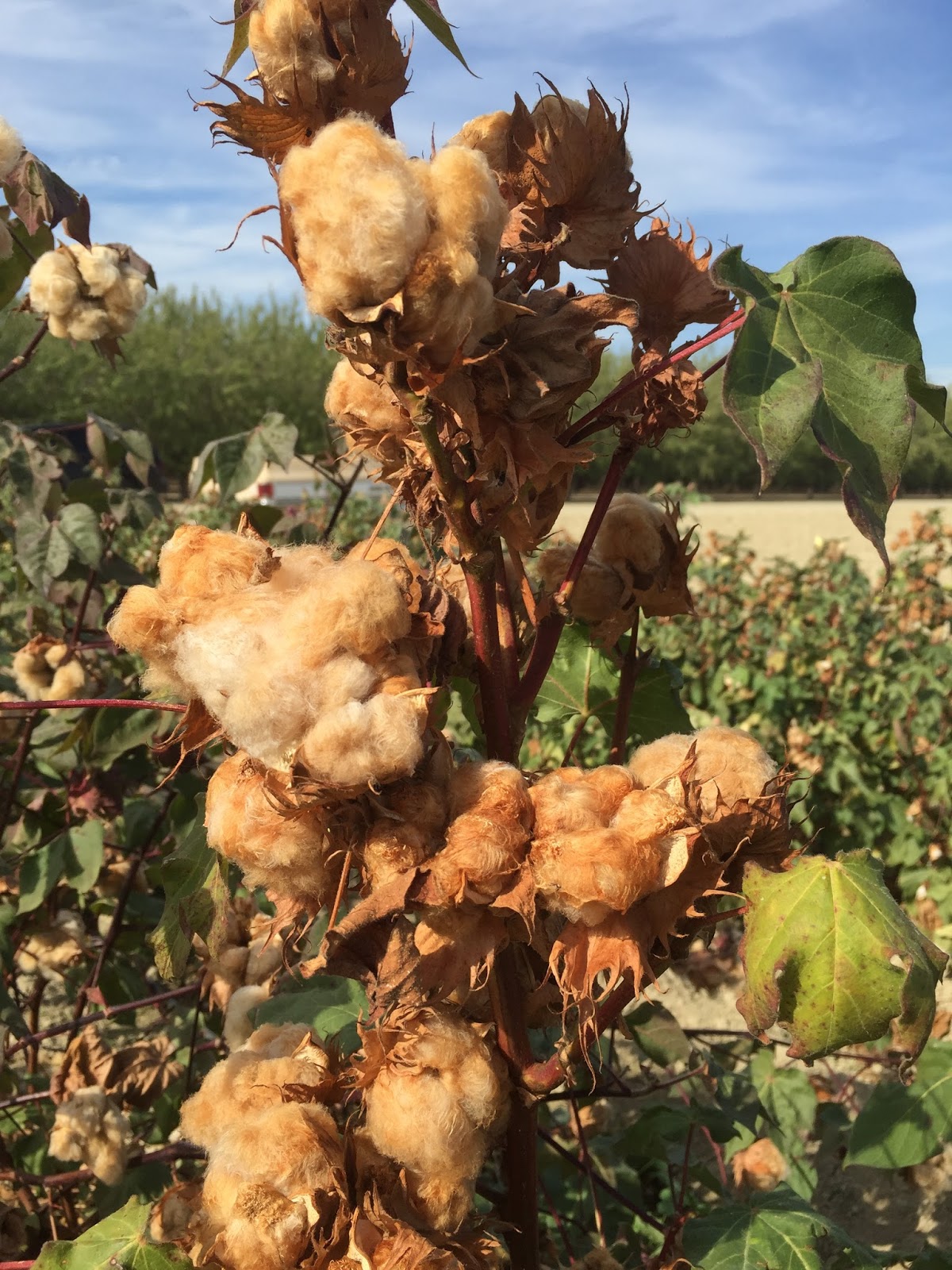 Sustainable Ag: A View from the Field: Where in the World Do You Find ...