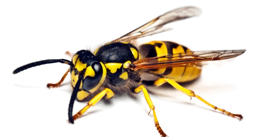 CORONA APICULTORES: HIMENÓPTEROS