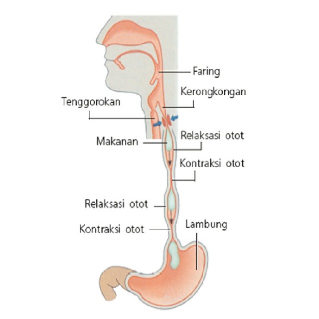 Yuu Belajar IPA: Sistem Pencernaan