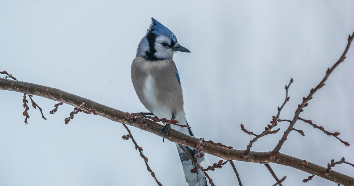 MAP Artistic Photography: Photo of the Day: Male Blue Jay, Minnesota