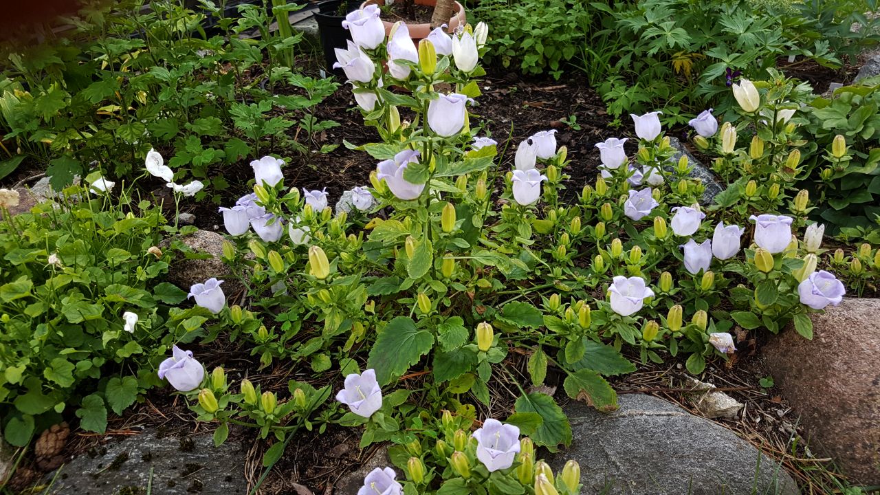 Linnametsa mändide all. : Campanula incurva