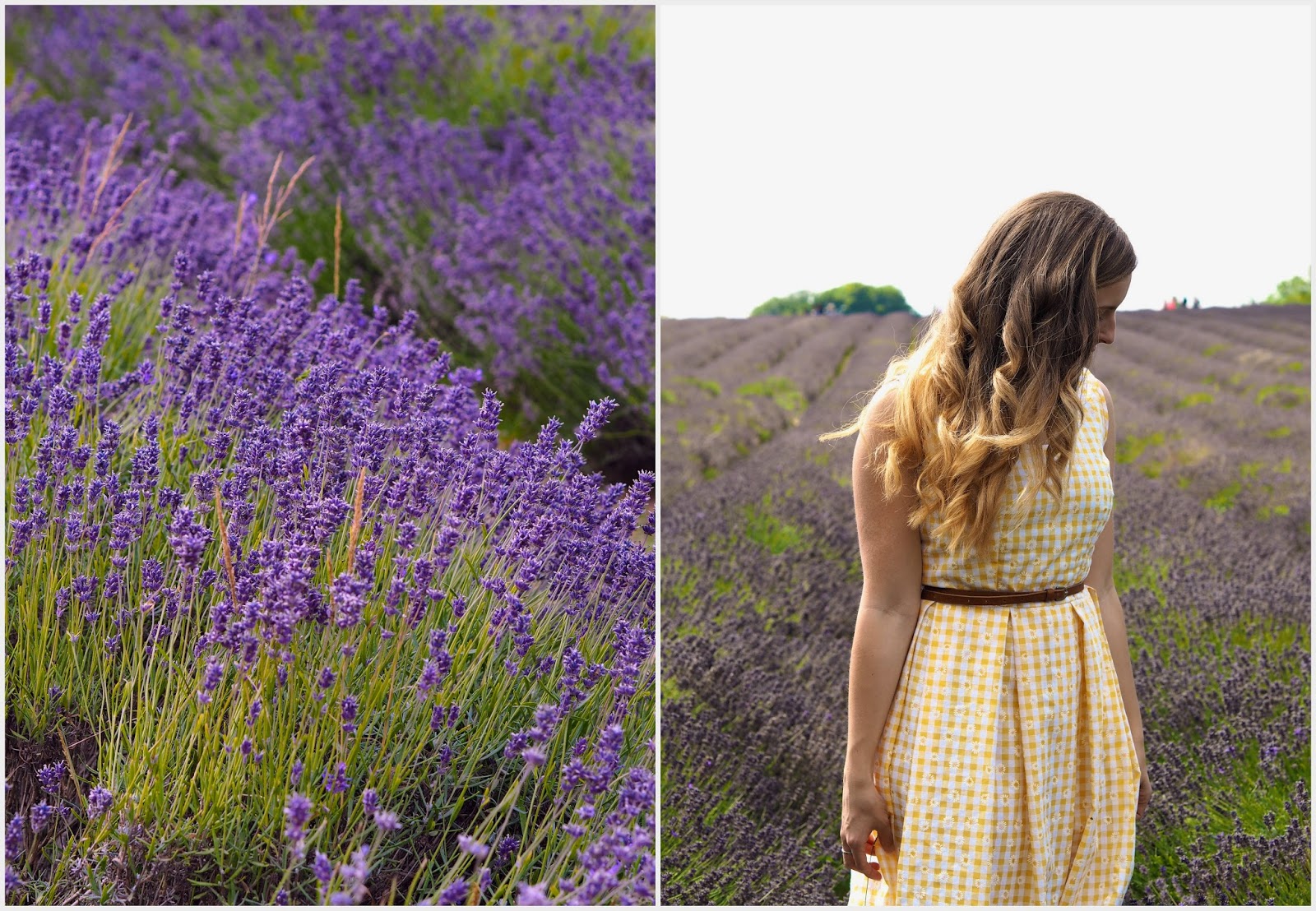 Lavender Fields | Georgia Furness