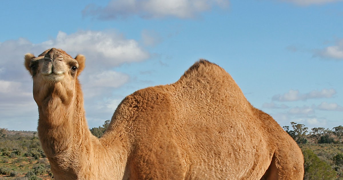 Variety of Life: Camelidae