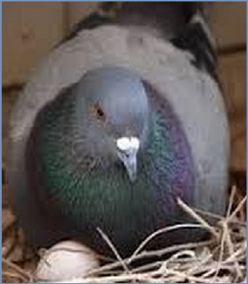 Masa pengeraman induk burung merpati yang normal | Pakan Burung Joss