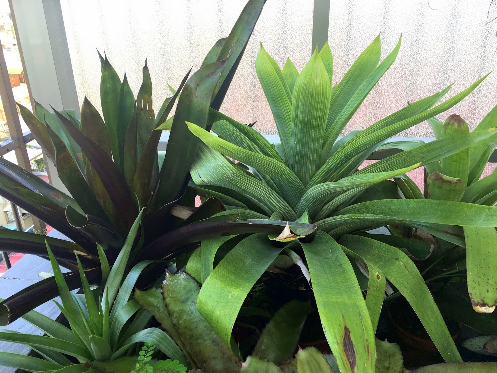 Johnson's bromeliads & falconry: Werauhia sanguinolenta Vriesea gigantea