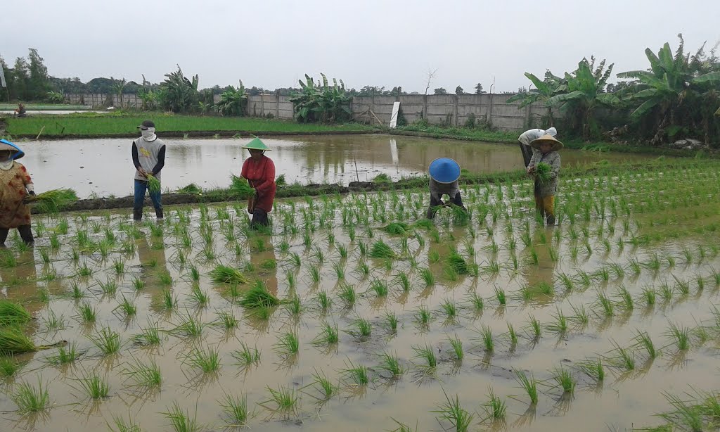 BUDIDAYA PADI SISTEM HAZTON - pemuda tani