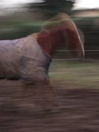 The Smiling Pony Photography: Shutter Speed