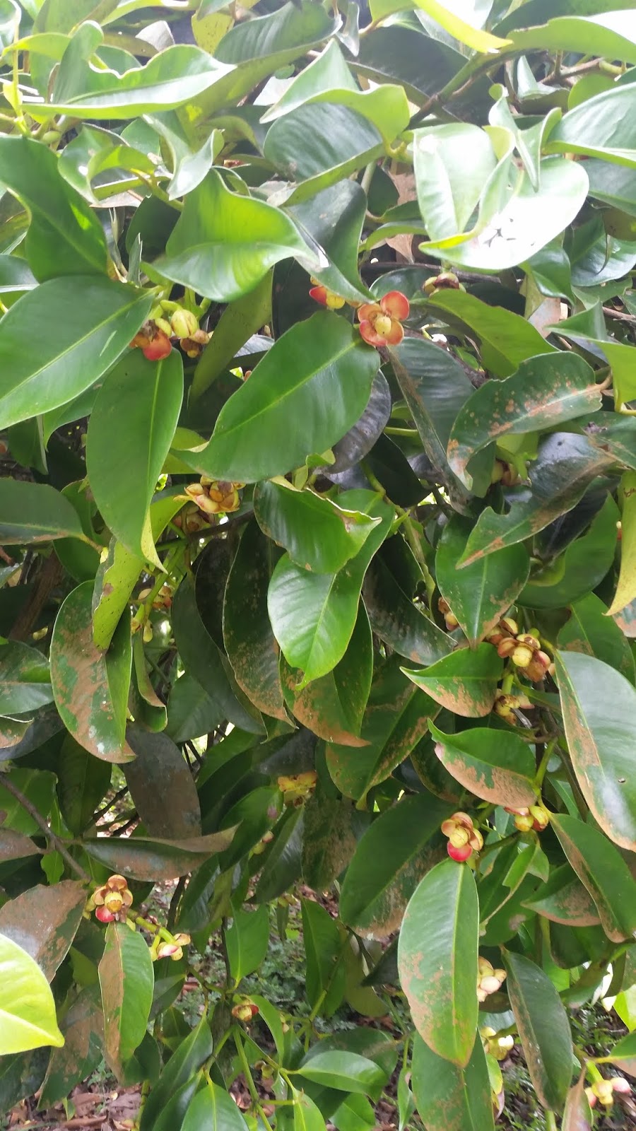 Warisan Petani: Buah Manggis