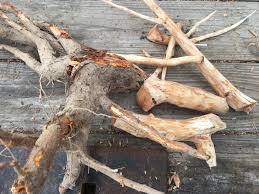 Sundown Press: Sassafras, the Root Beer Tree by Jodi Lea Stewart