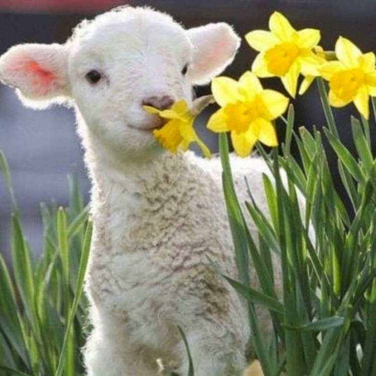 Larry's Library: SPRING LAMB AND DAFFODILS