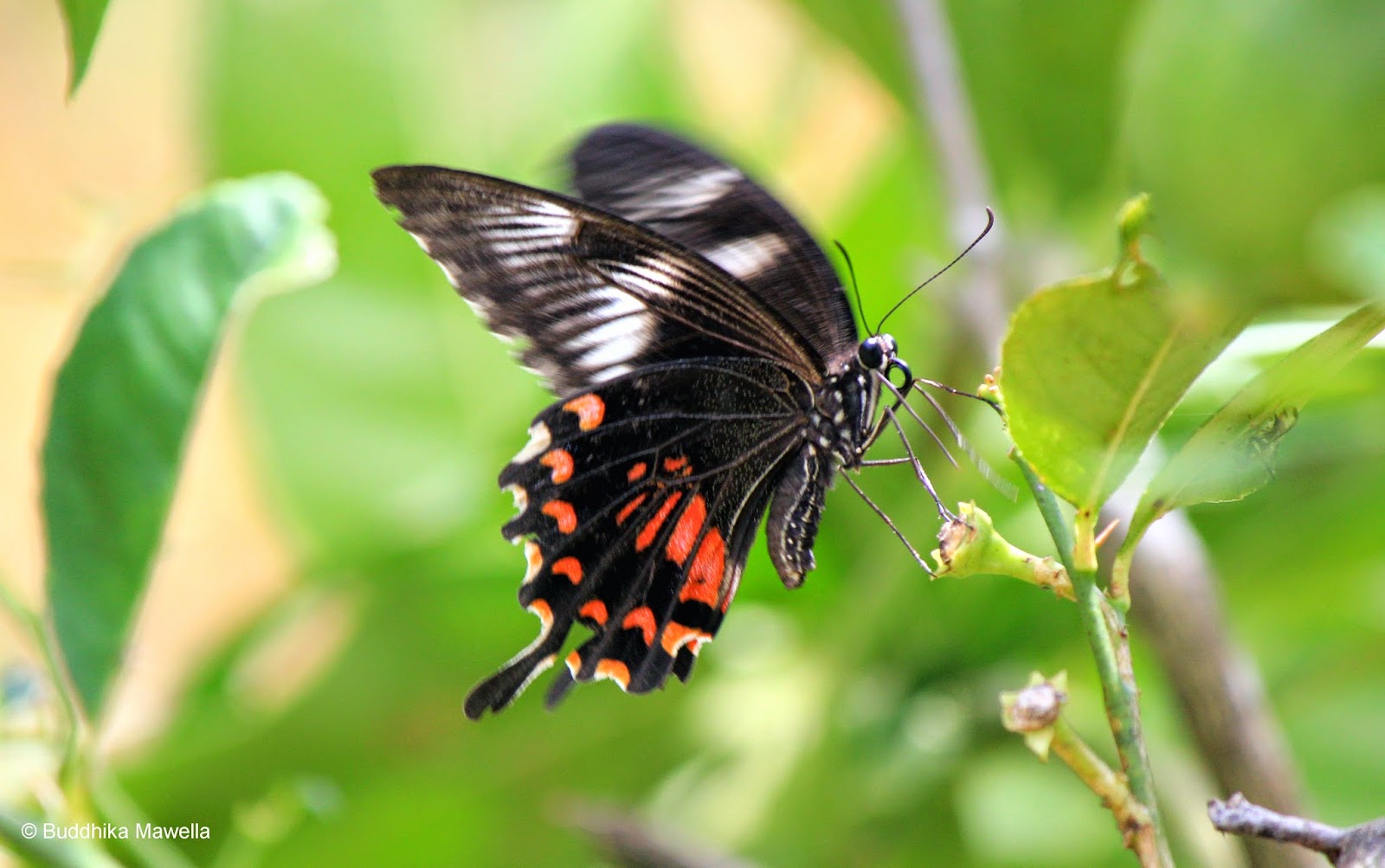 Lanka Nature Summary: Common Mormon (Papilio polytes)