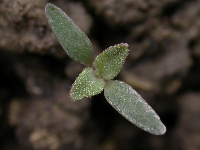 Medio ambiente.: Dicotiledóneas
