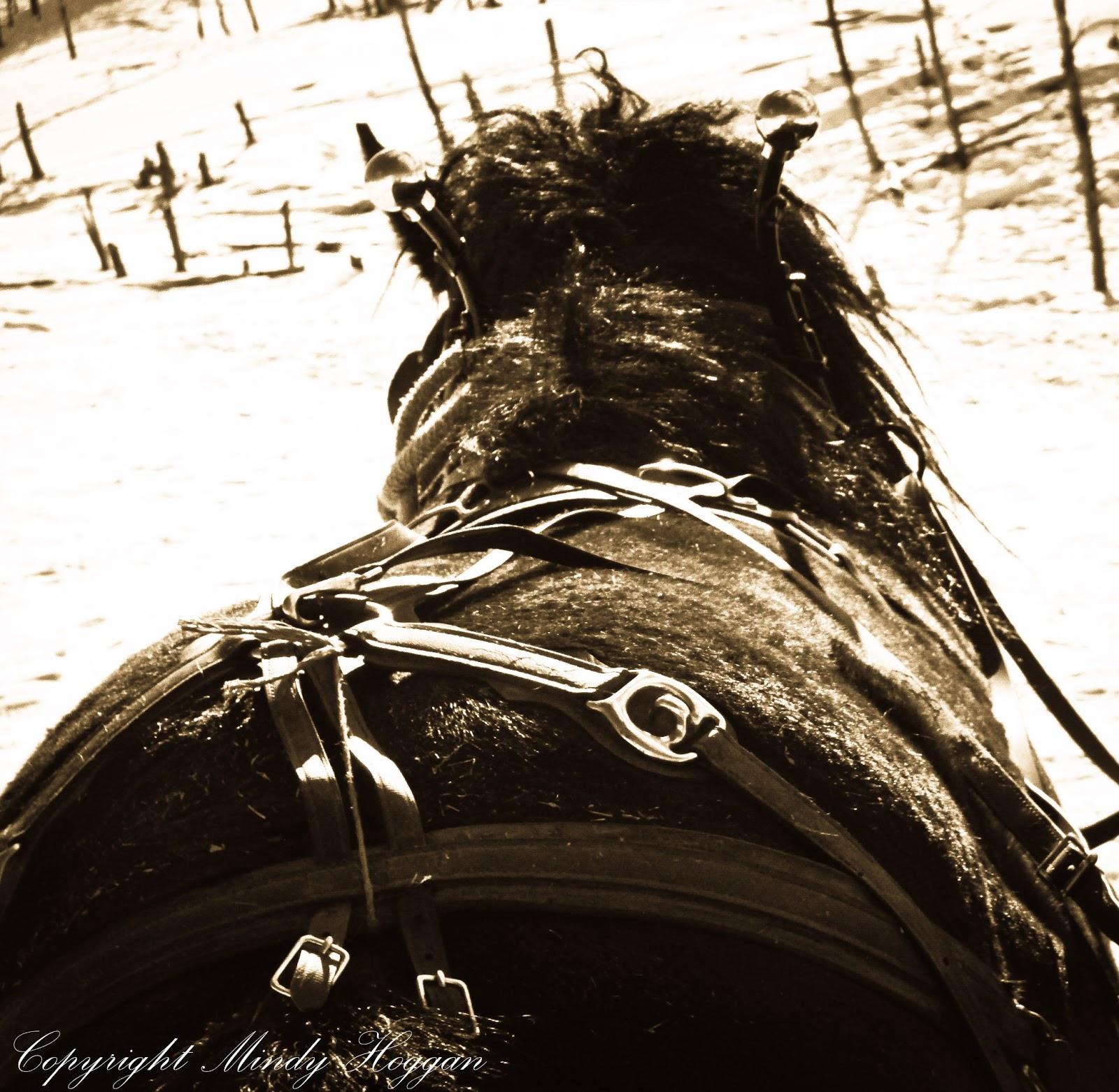 Rodeo Tales & Gypsy Trails: February 2013