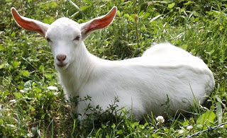 Spinning Yarns from the Farm: Polled Goat Genetics