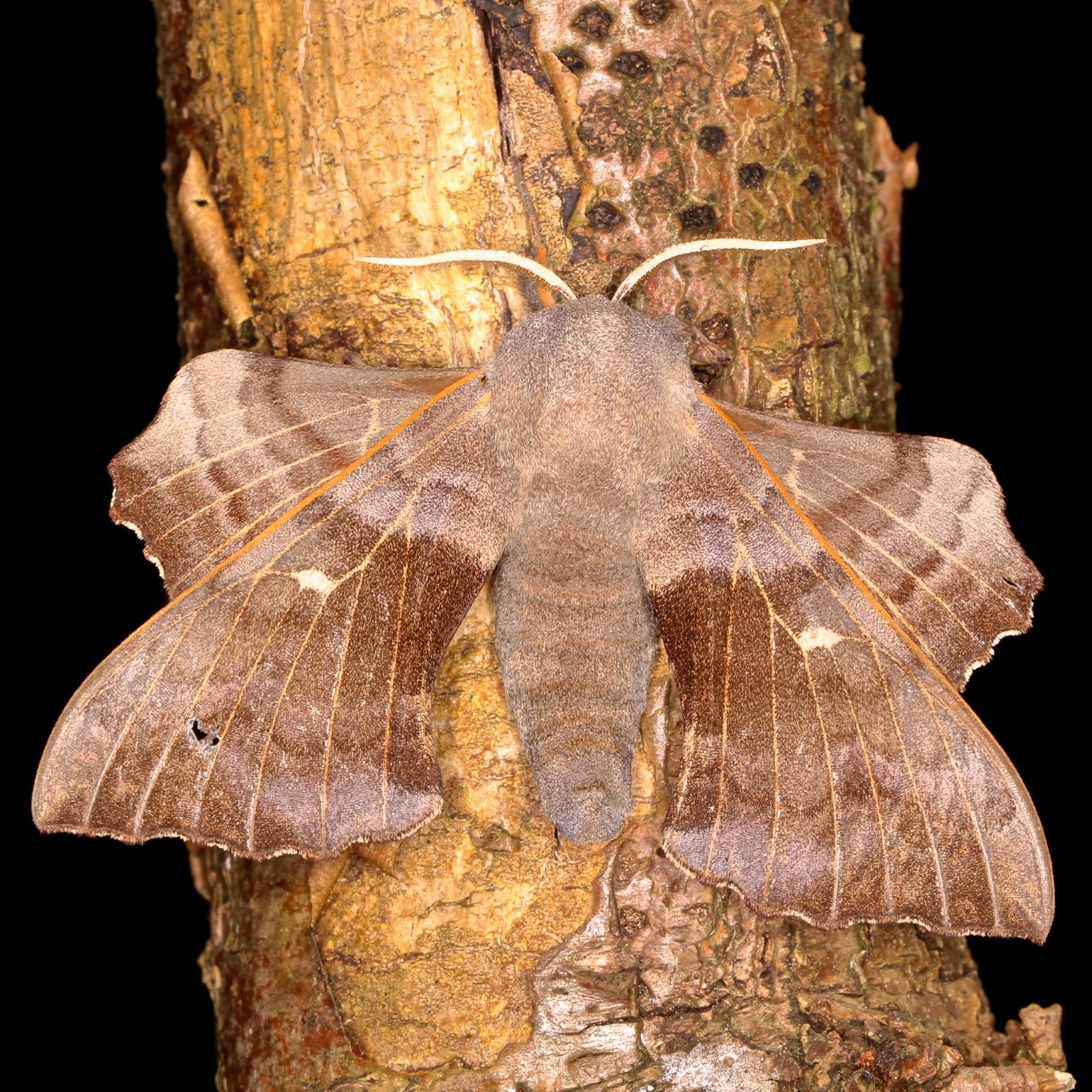 TrogTrogBlog: Poplar hawk-moth