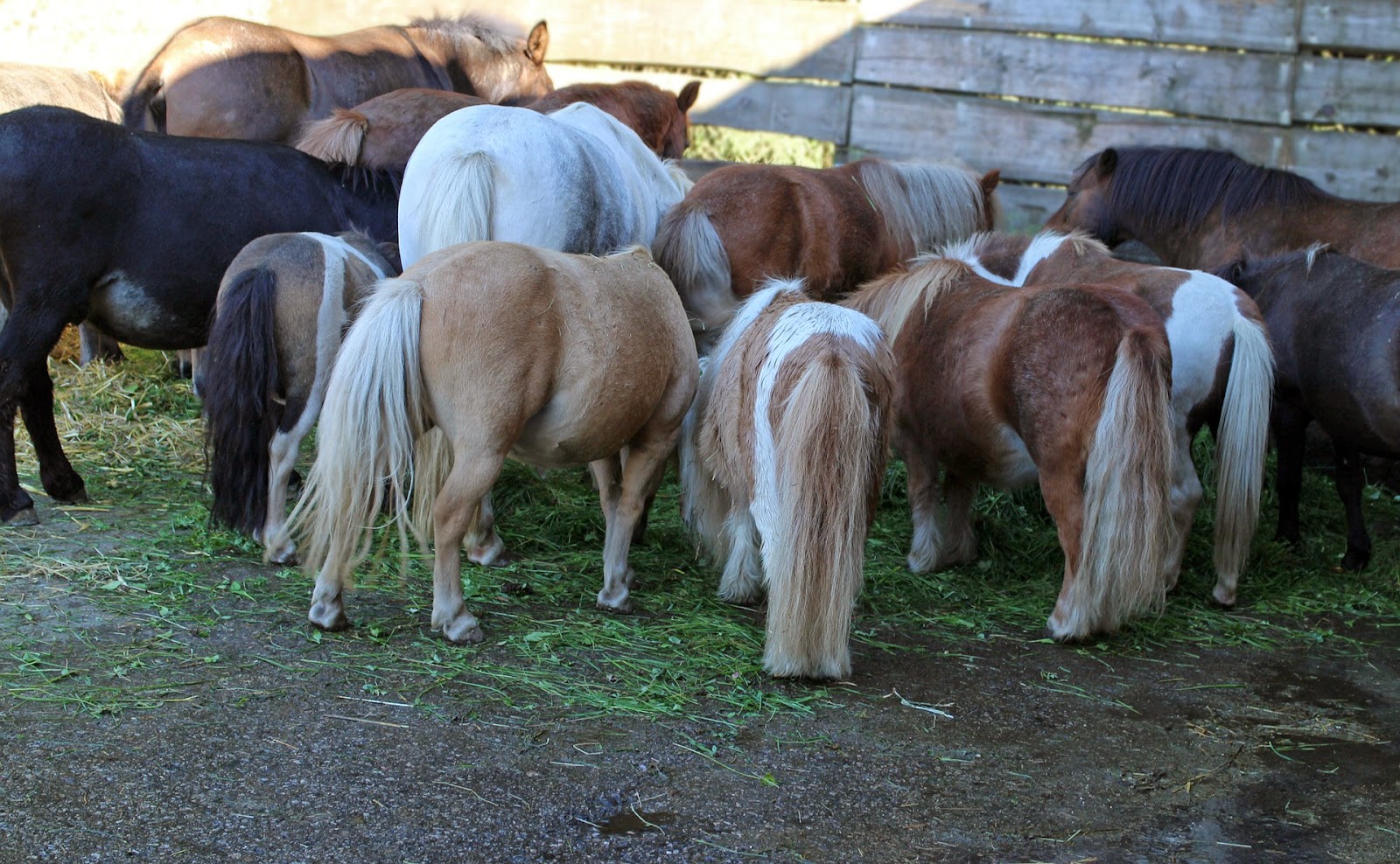 Ilmaisia kuvituskuvia: Kuvatoive: hevonen - poni