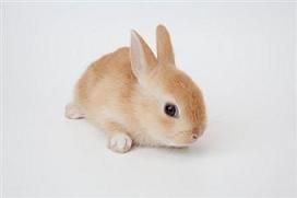 A world of animals.......: Netherland Dwarf Rabbits