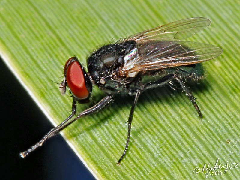 Biodiversidad Costa Granadina y ... (Fauna): Hydrotaea capensis