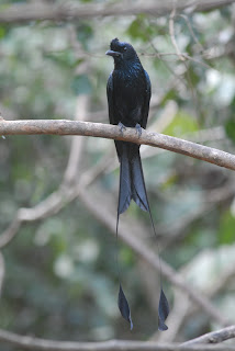 Mary Birds: Thailand 3 - Nick Upton - Kaeng Krachen area - Water Drip ...