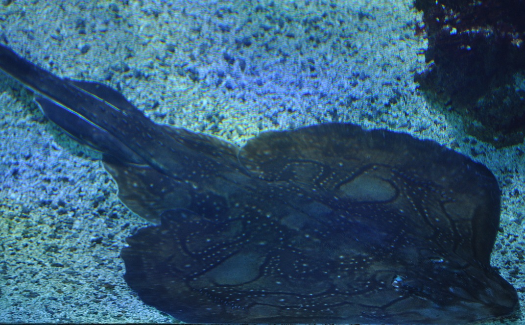 ZOOTOGRAFIANDO (6.057 ANIMALS): RAYA MOSAICO / UNDULATE RAY (Raja undulata)