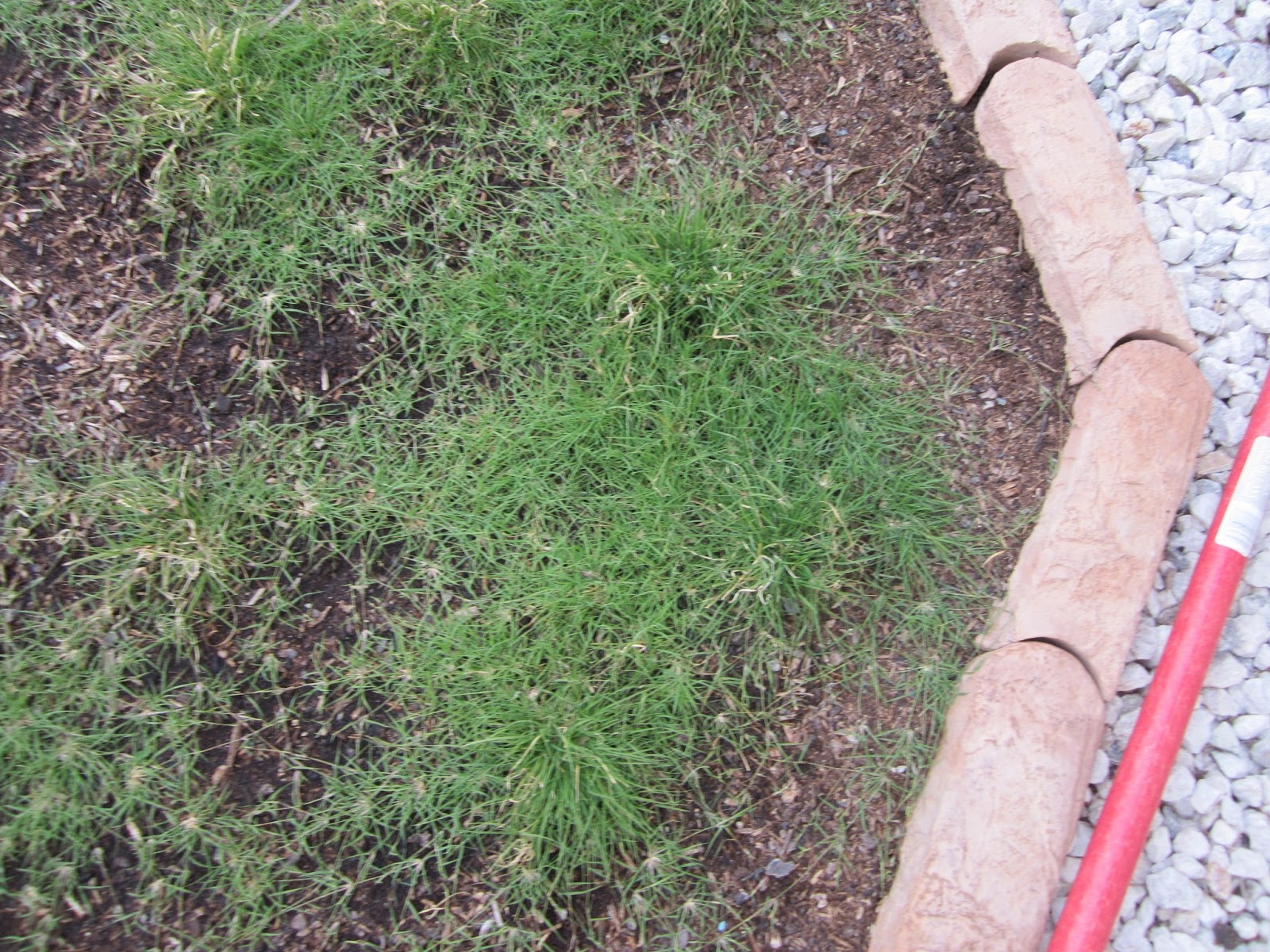 UC Verde Buffalo Grass: Week 8