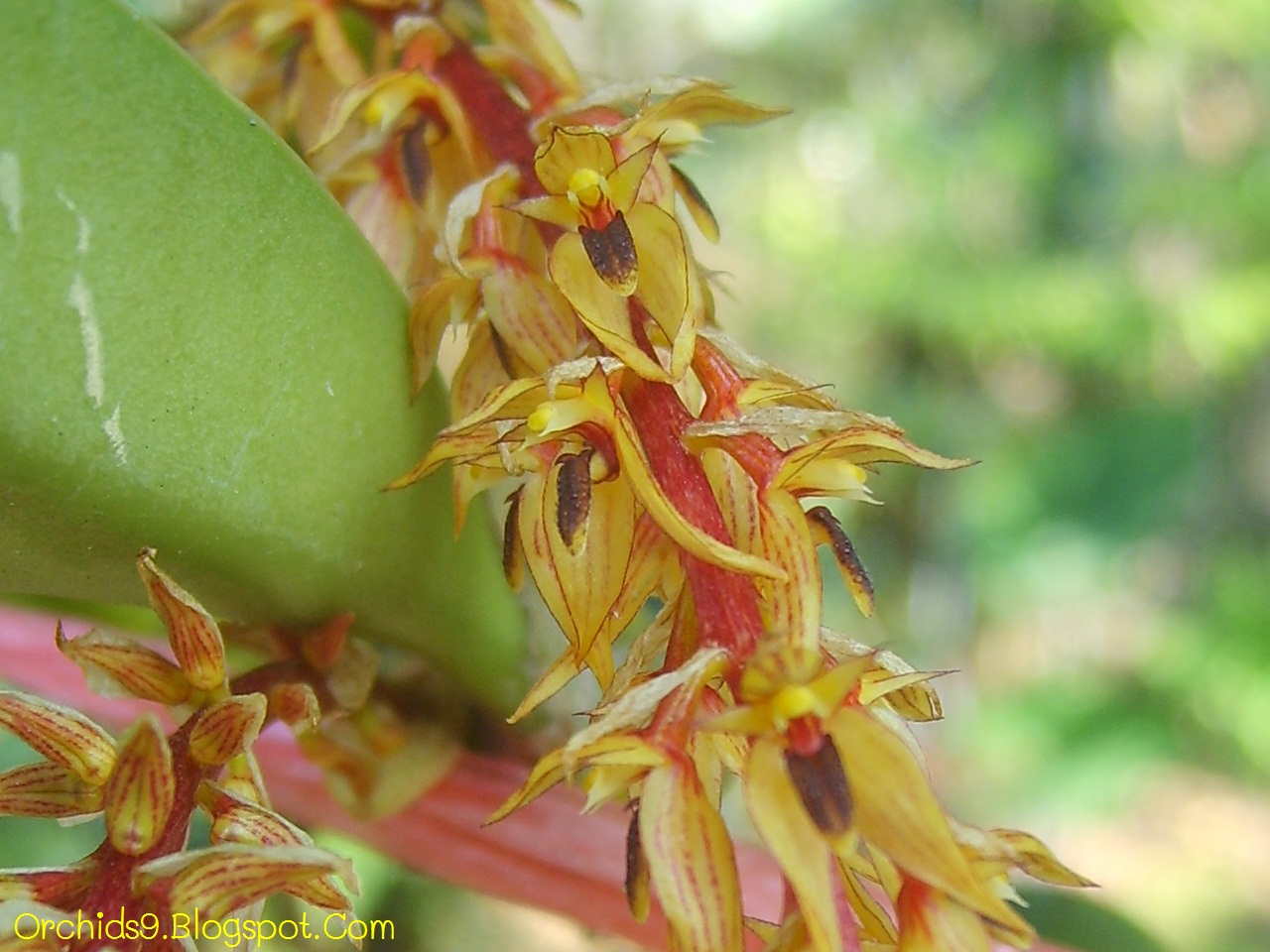 Orchids Flowers Pictures Bulbophyllum Vanda Cattleya Cymbidium ...