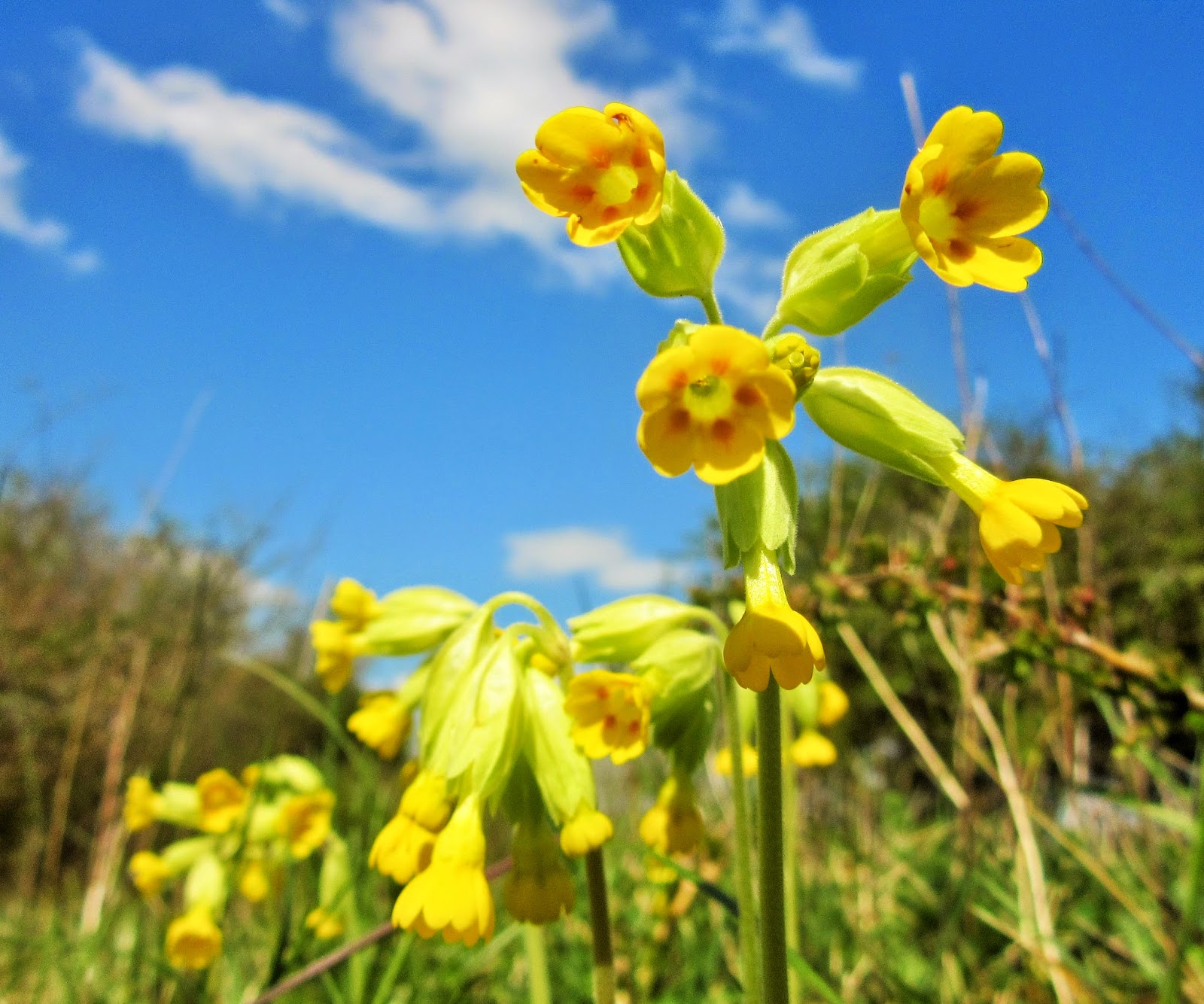 Bug Mad Girl: Ragpit cowslips