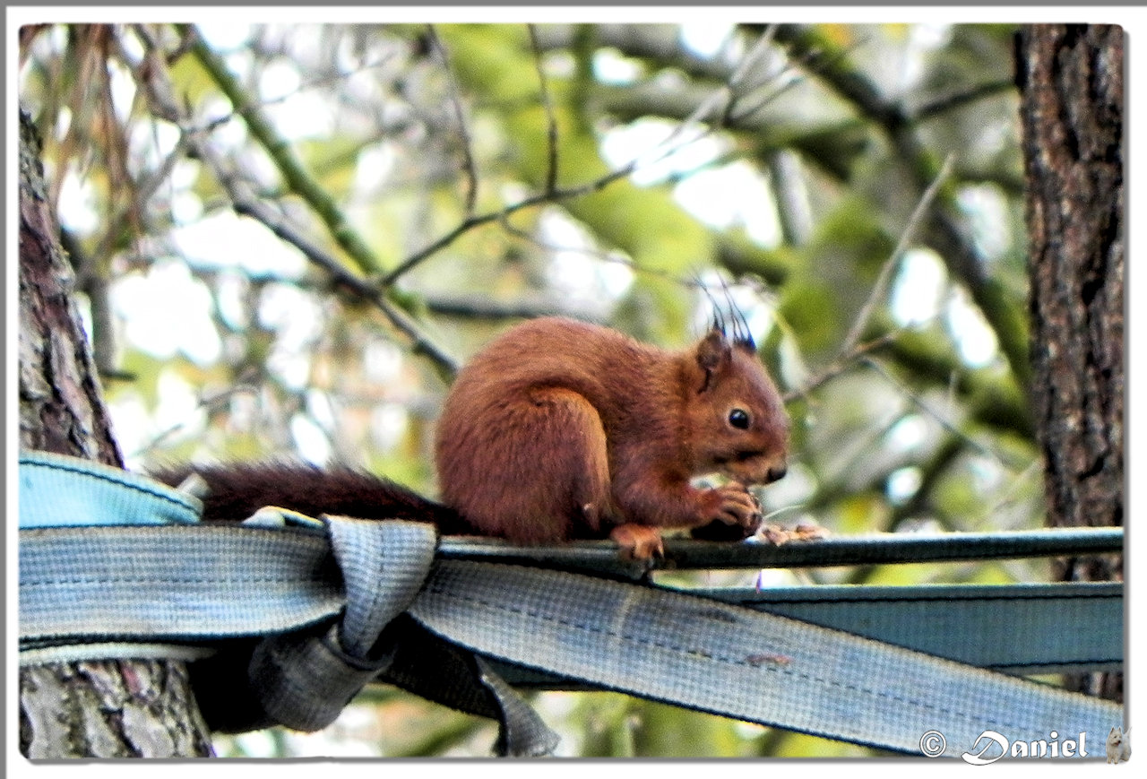 Photos Daniel: Écureuil