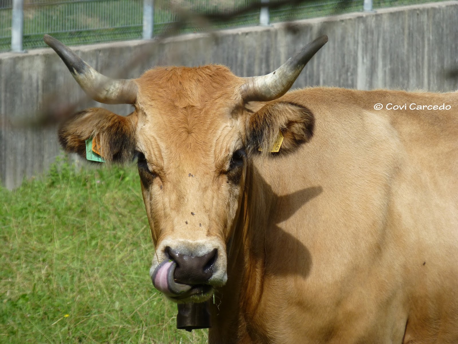 COVI CARCEDO: UNA VACA POSA PARA LA FOTO