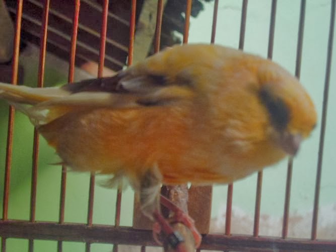 senandung burung: KENARI YORKSHIRE
