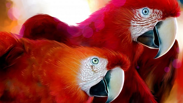 Funny parrot desktop wallpaper ~ unique animal wallpapers
