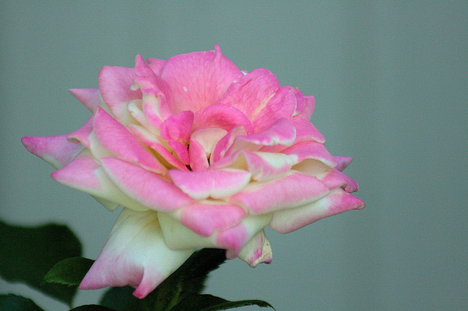 A Hocking Hill's Garden: The Rose Garden