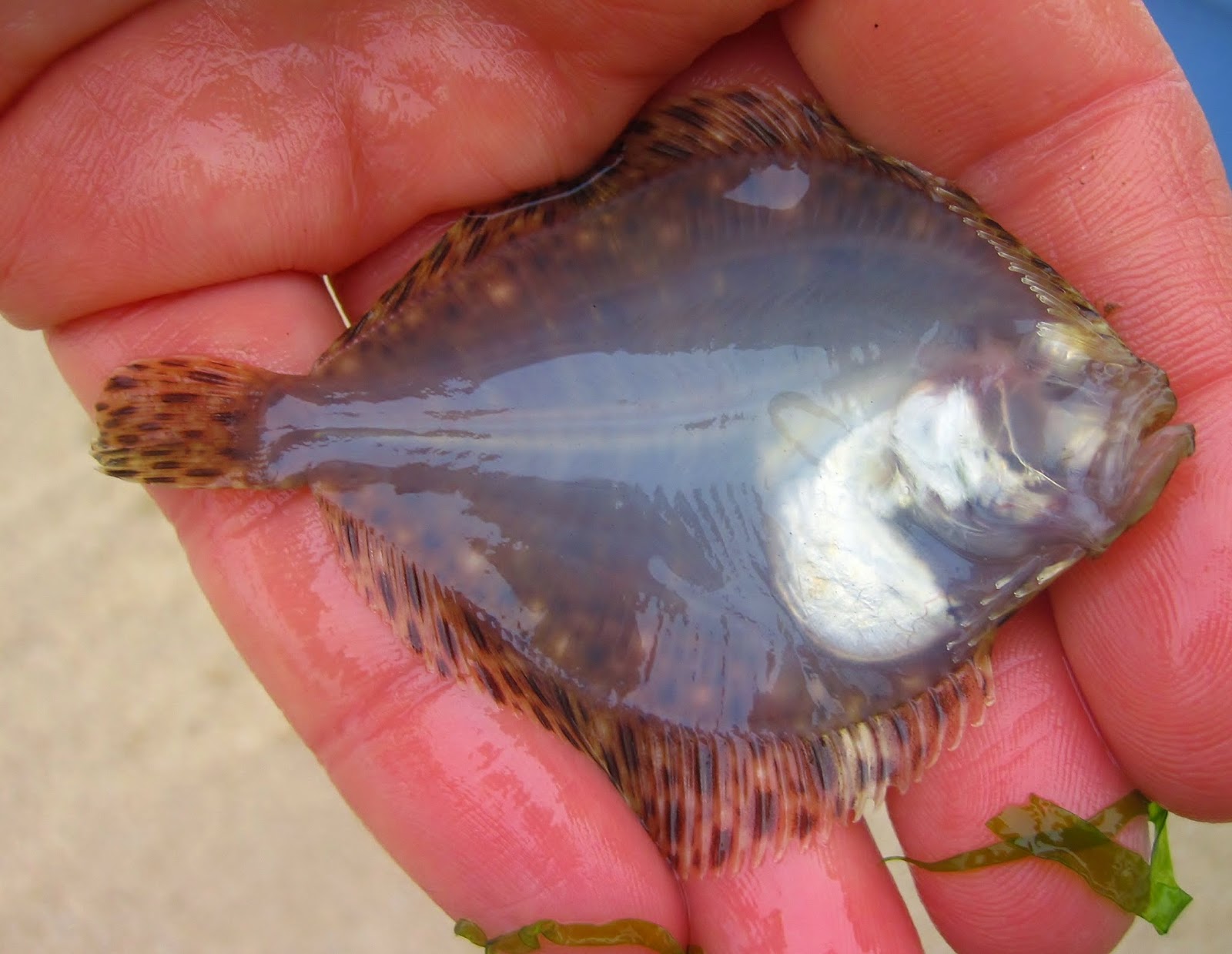 Nature on the Edge of New York City: A See-Through Fish Swims in Local ...