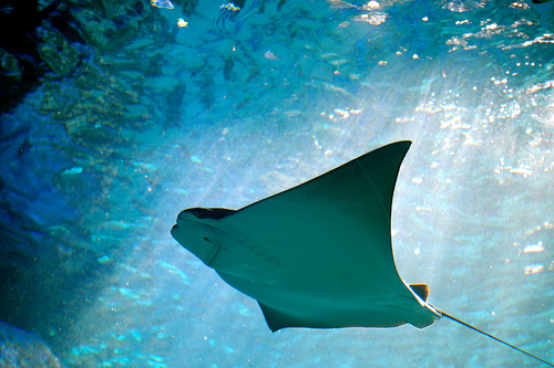 Melaka Planetarium Adventure Science Centre: Did You Know :: Batoidea