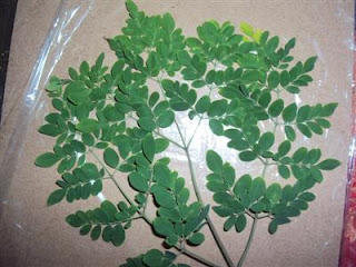papanasini: MORINGA LEAVES ( MURINGA ILA )