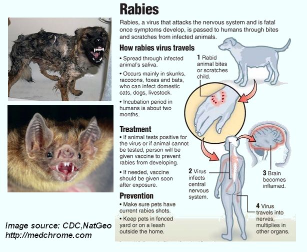 Fakta Tentang Rabies - Kongxie | Kongsi Artikel Dan Berita Berinformasi ...