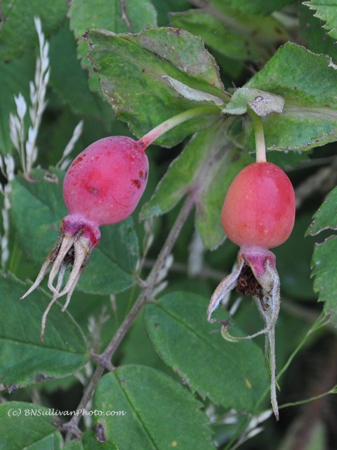 B N Sullivan Photography: Rose Hips - Fruit of the Wild Rose (Rosa woodsii)