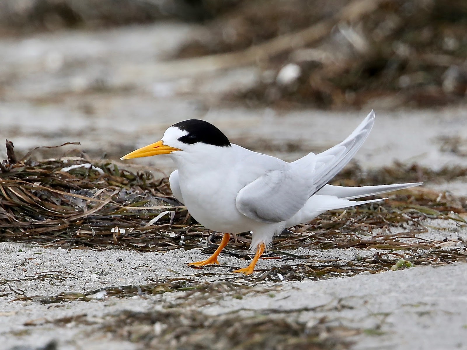 Avithera: Fairy and Little Tern portraits