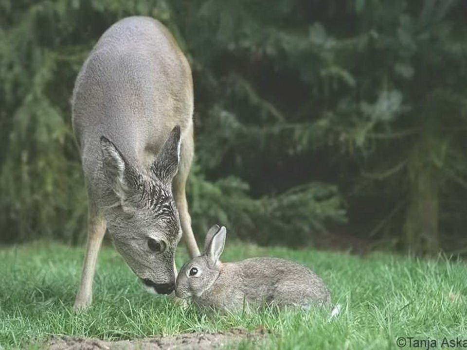 Defensa Animal-por Amor a los Animales: Amistad Animal