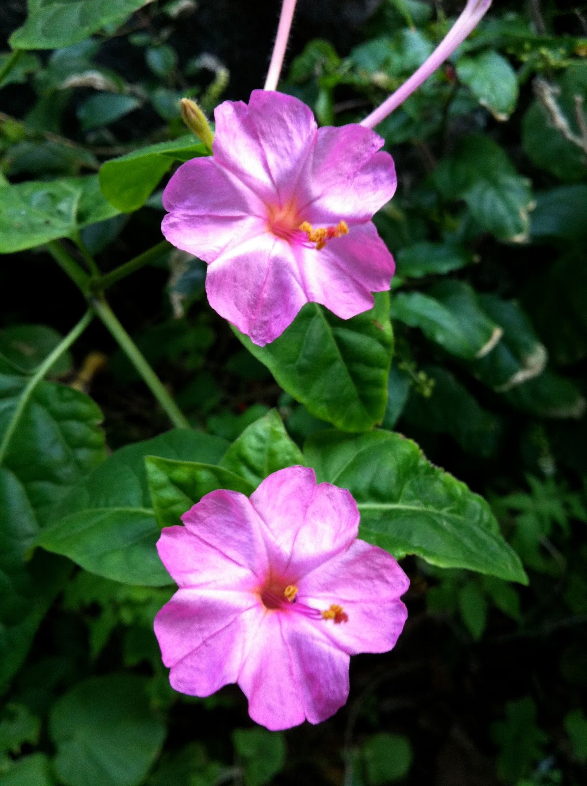 Happy, But Not Unscathed: Channel your inner goat -- hike the Kalalau ...