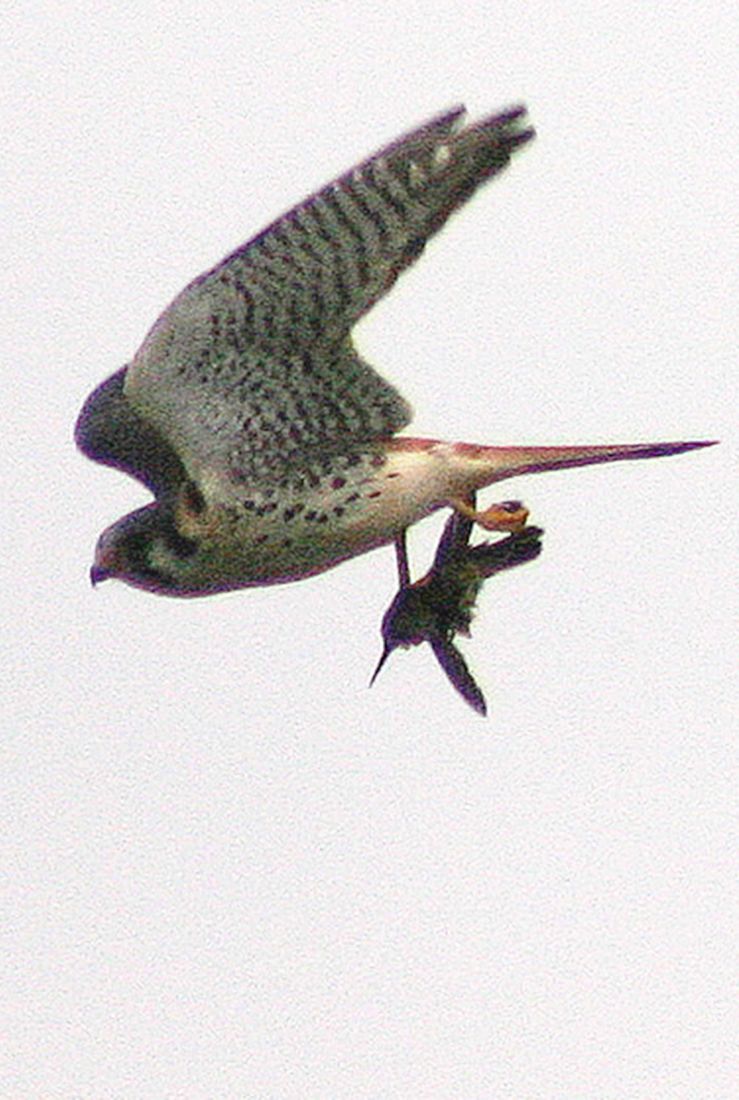 ANPP Animales y Plantas de Perú: Halcón Perdiguero - Falco femoralis