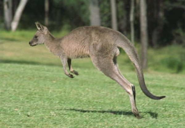 Viitorul incepe azi: Cangurul