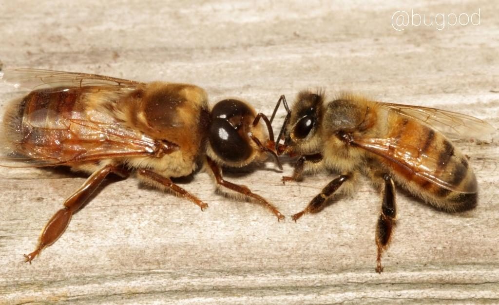 CORONA APICULTORES: ABEJA vs ZANGANO