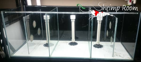 How to clean a fish tank with lemon juice.