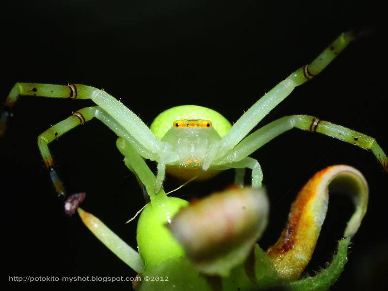 My Shot Gallery of Bengkulu: Crab Spider on a Mango Flower (Diaea sp)