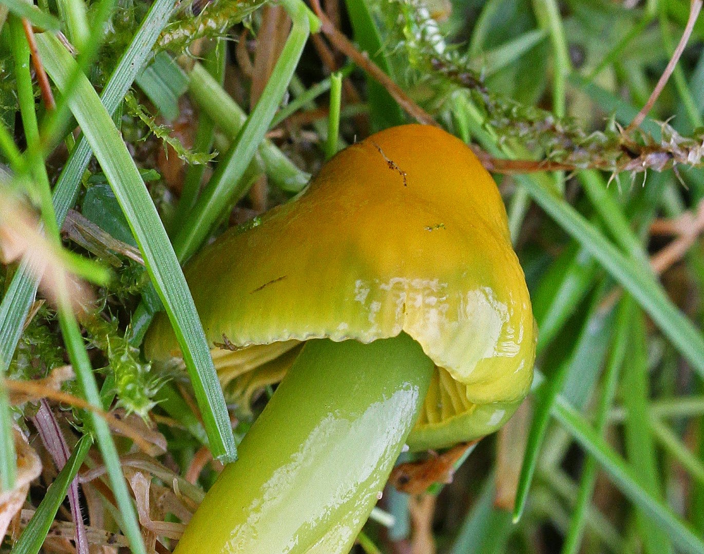 Waxcaps and other ancient grassland fungi - Michael Foley ©: Parrot ...