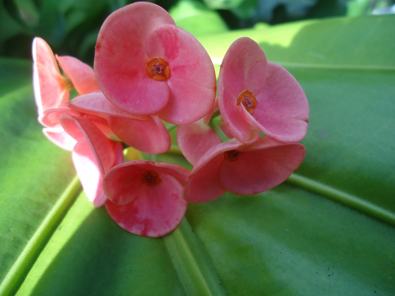 Bunga Euphorbia Pink dan Pohon Merica - Rumah Daun Muda