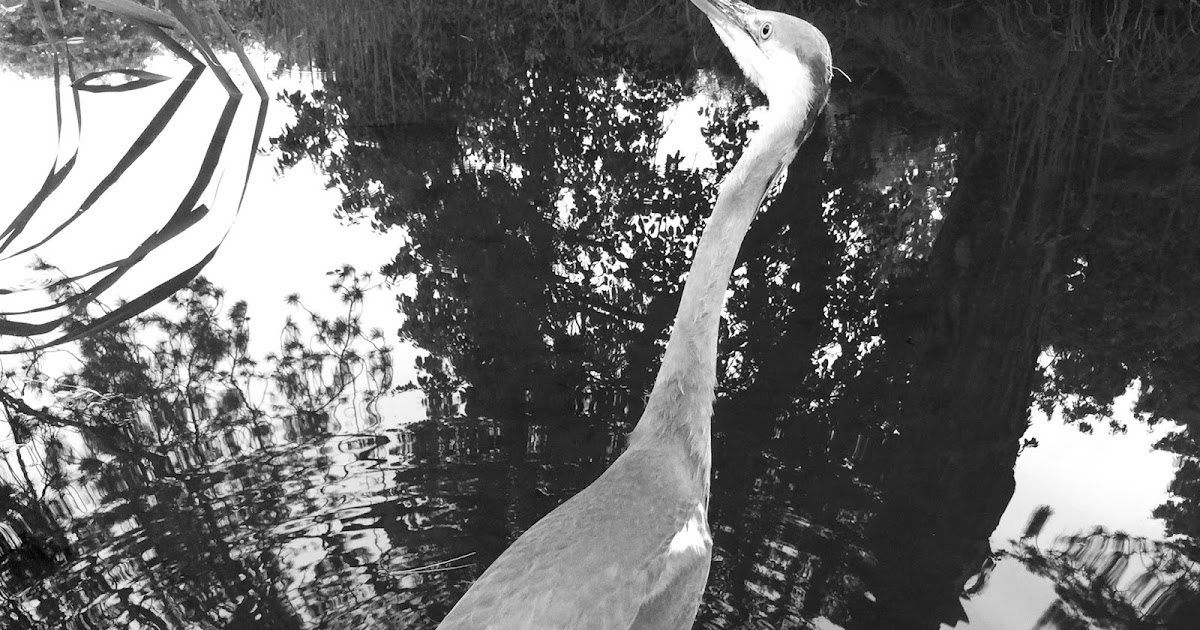 Graced by the quiet and concentrated company of a heron and Henry ...